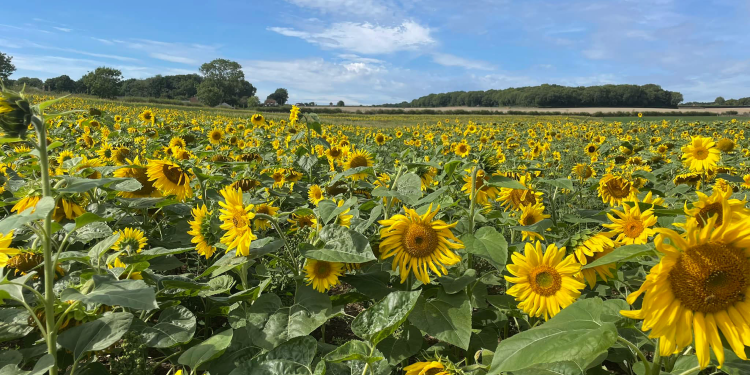 Pick your own sunflowers | Experience Henley